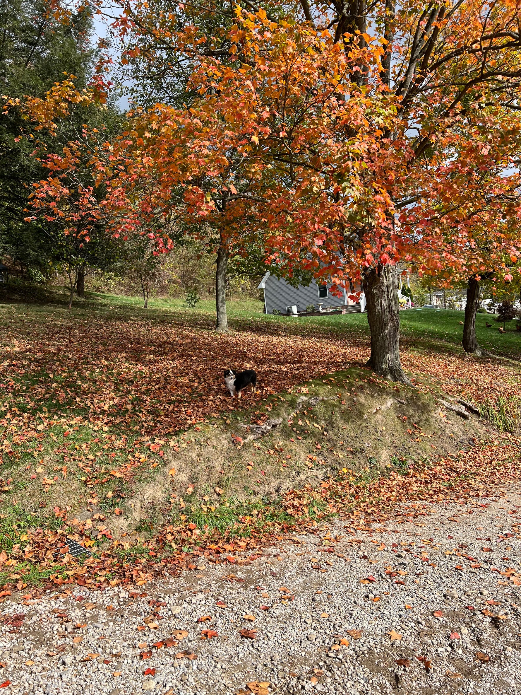 McDonald's Farm – McDonald's Farm