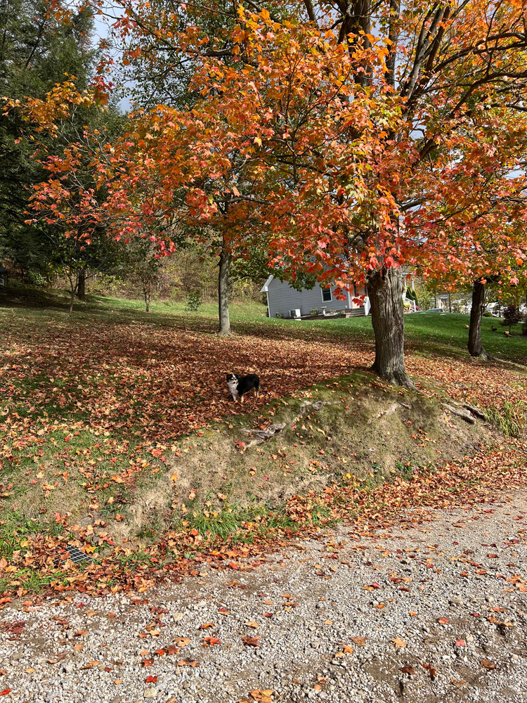 McDonald's Farm – McDonald's Farm