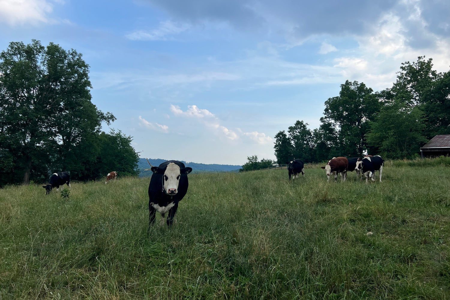 McDonald's Farm – McDonald's Farm